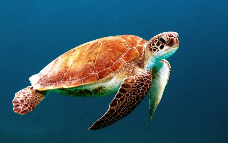 Endangered Species Act Update: Federal Court Vacates Key Section 7 ...